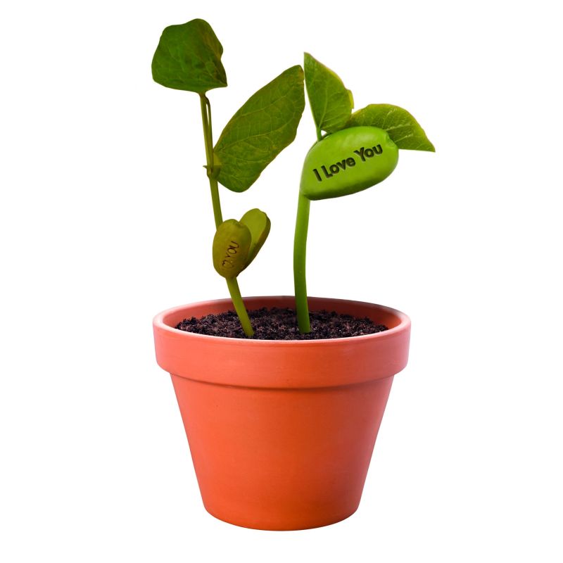 Grow Your Own Magic Message Bean - Perfect Gift!