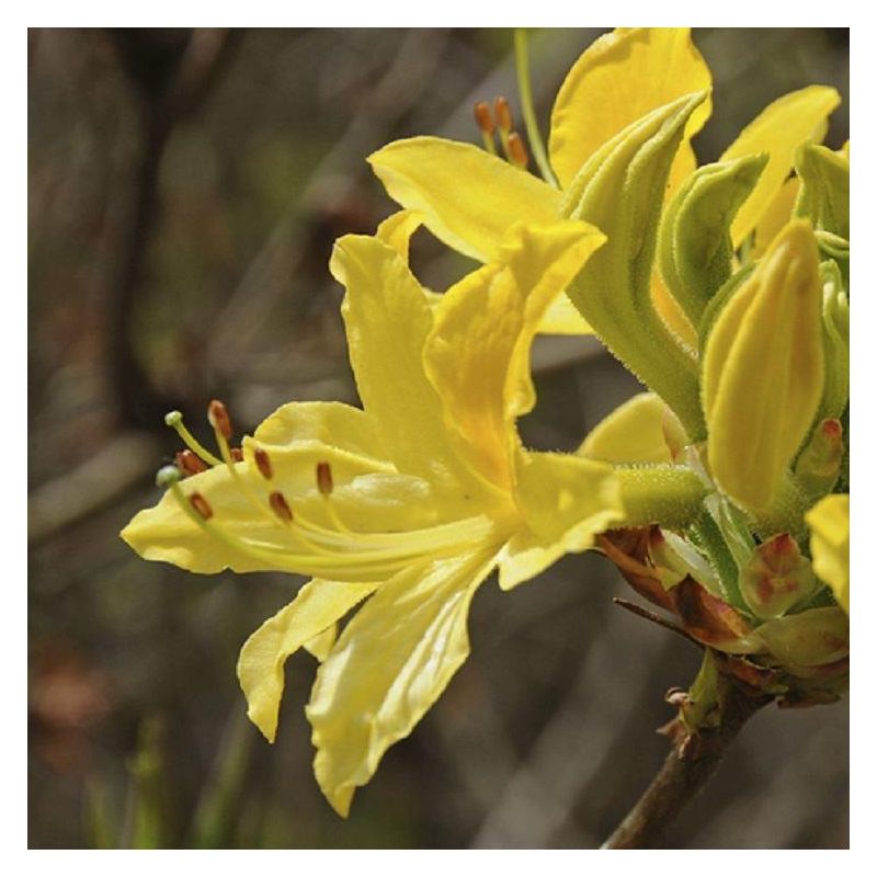 Azalea mollis Anneke - Knaphill Rhododendron
