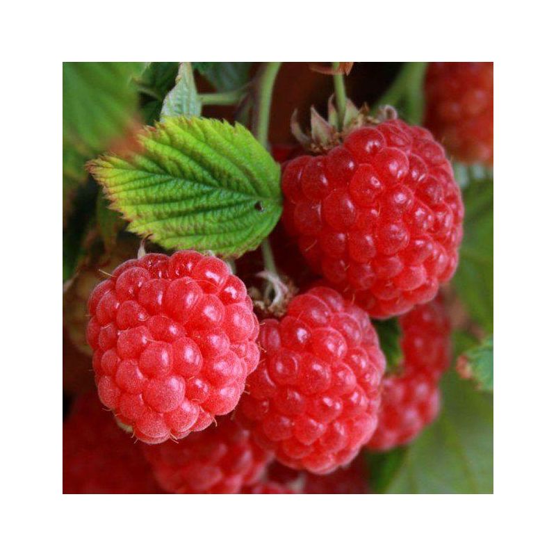 Raspberry Ruby Beauty - Dwarf Summer Fruiting Raspberry Plants