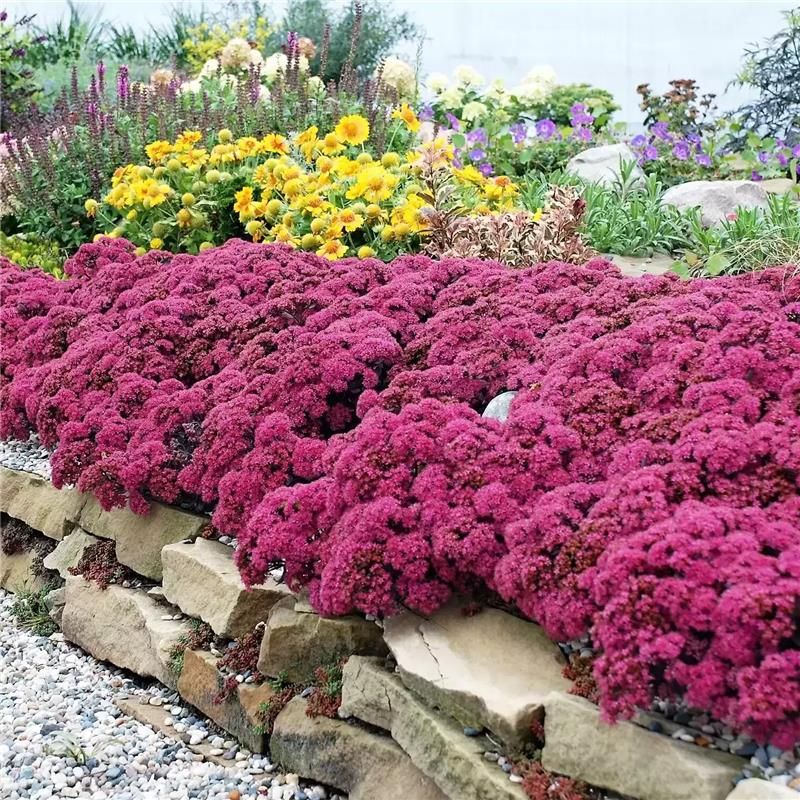 Sedum Sparkler Dazzleberry
