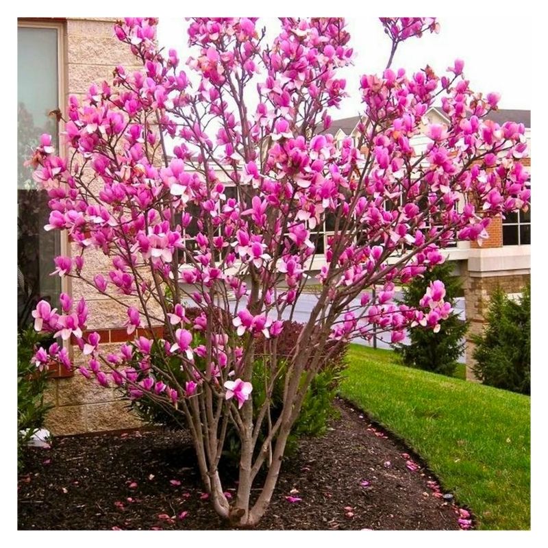 Large circa 5-6ft Magnolia Rustica Rubra - Tulip Tree