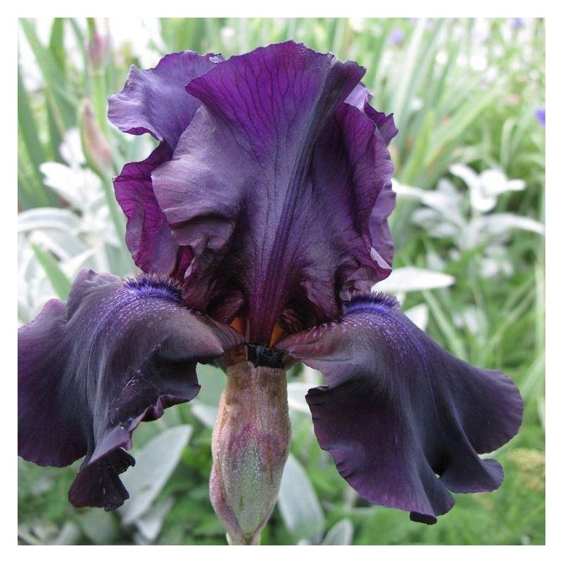 Iris Black Knight