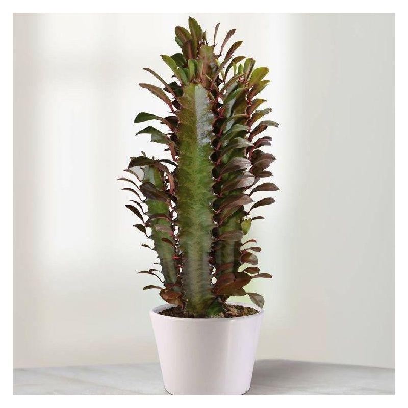 Large African Milk Tree - Euphorbia trigona rubra - Large indoor Cactus ...