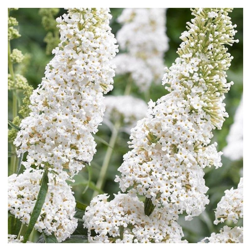 Buddleja davidii White Profusion - White Butterfly Bush Buddleia