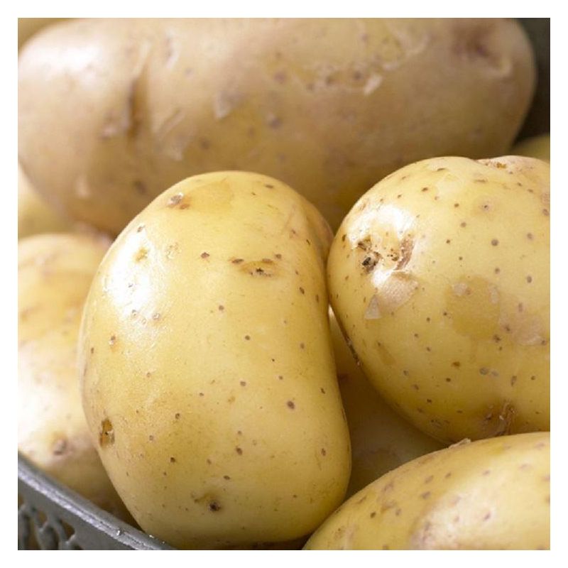 Nadine - 2nd Early Seed Potatoes - Pack of 10