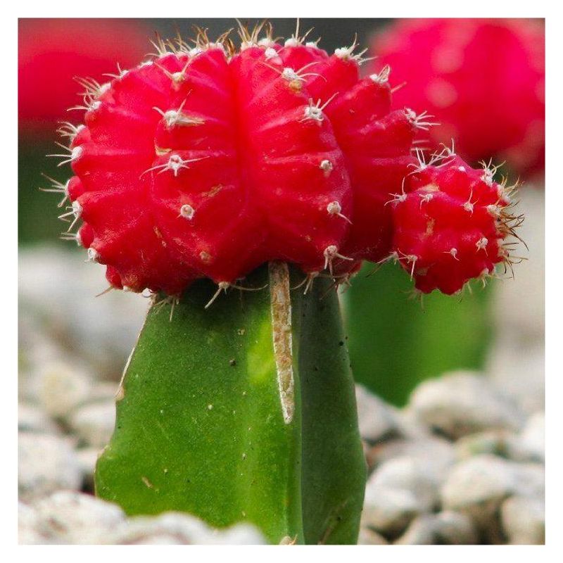 Red Moon Cactus