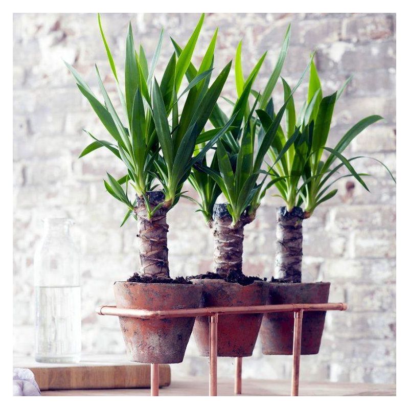 Set of THREE indoor Yucca Trees