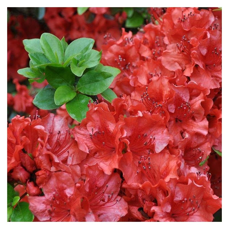 Azalea Mother's Day