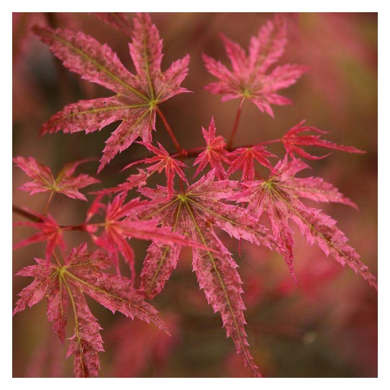 Acer palmatum Phoenix - Japanese Maple