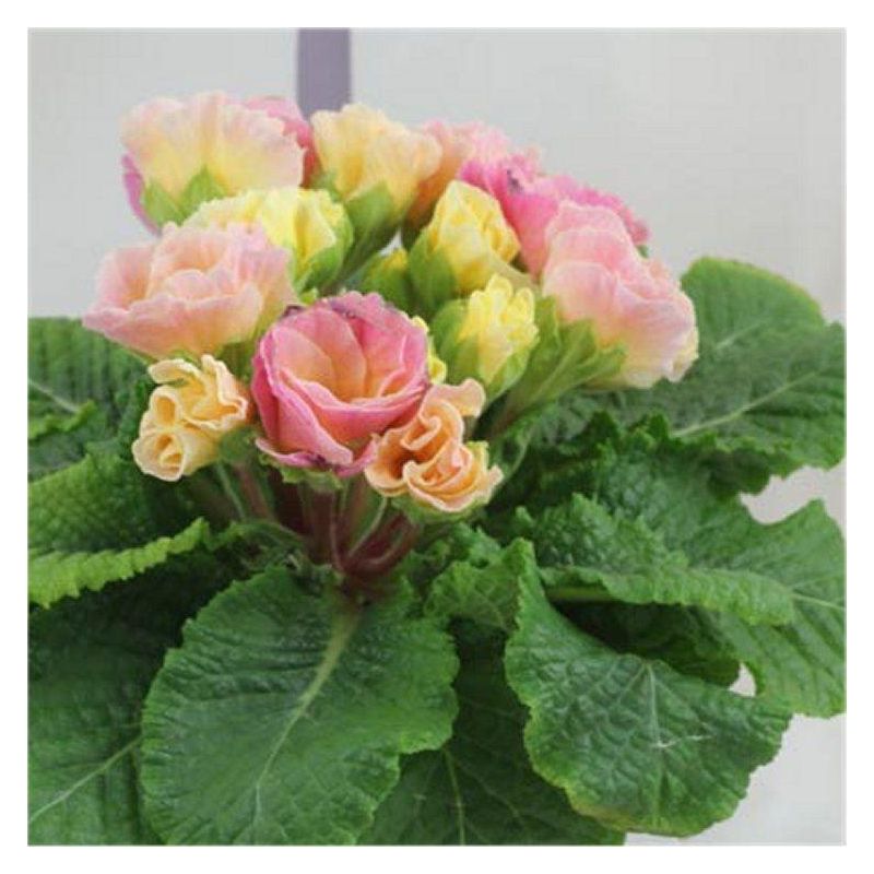 Primrose Antique Rose - Pretty Pink Ruffled Flowers - Pack of SIX Plants