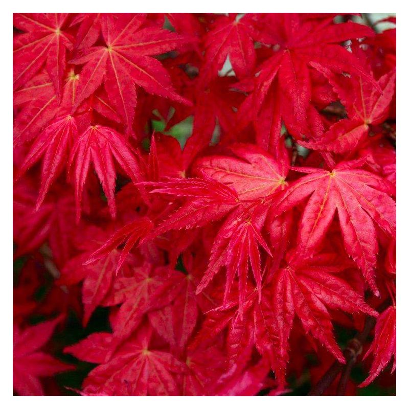 Acer palmatum Shin Deshojo - Japanese Maple