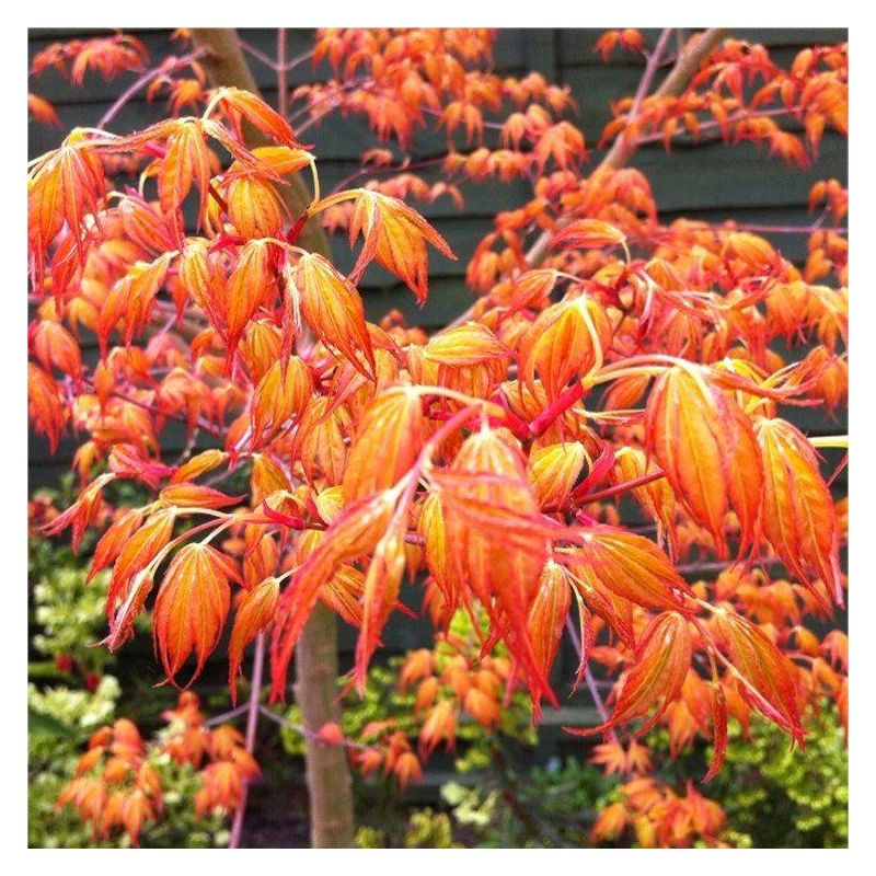 Acer palmatum Katsura - Japanese Maple