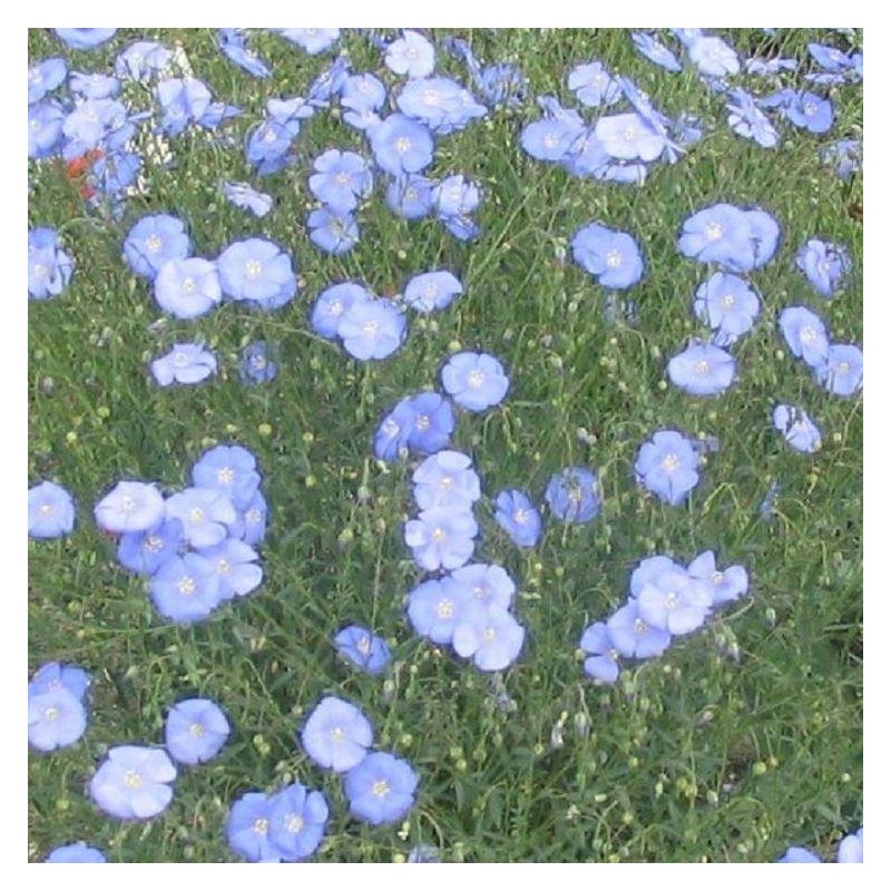 Linum perenne - Flax