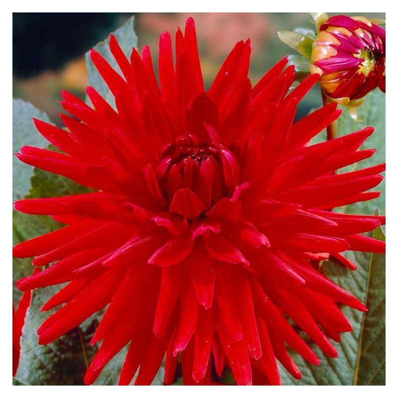 Dahlia Red Pygmy