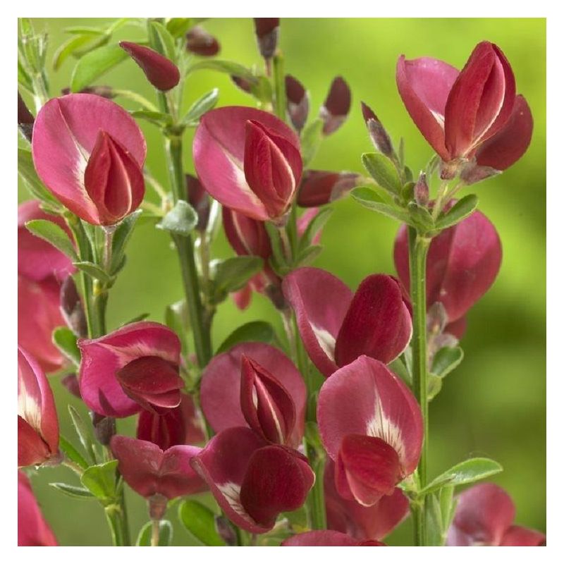 Cytisus Red Lion