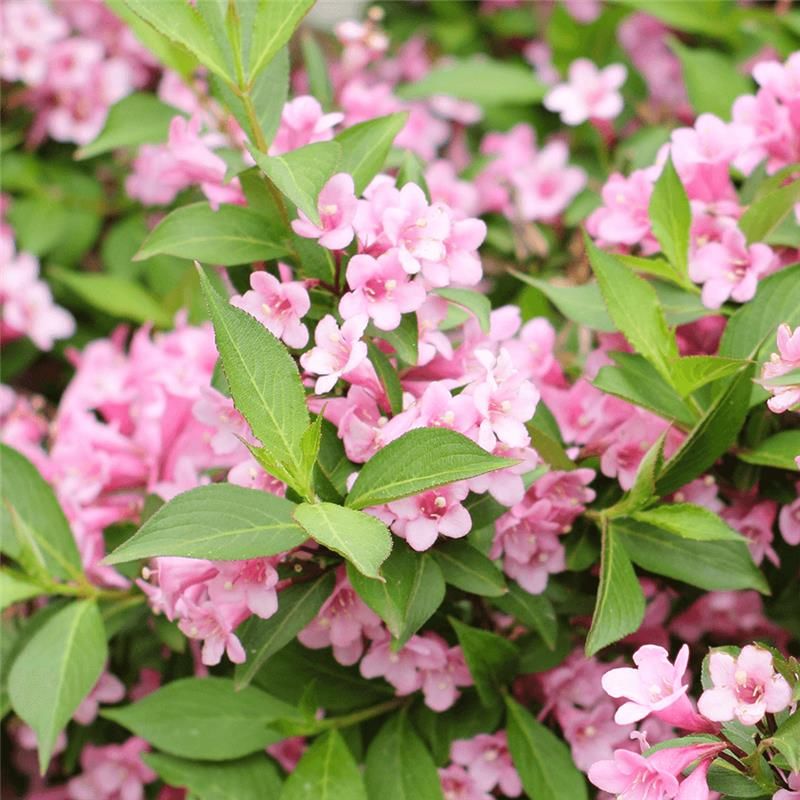 Weigela 'Pink Poppet'
