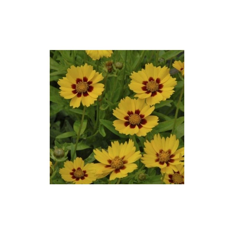 Coreopsis lanceolata Sterntaler