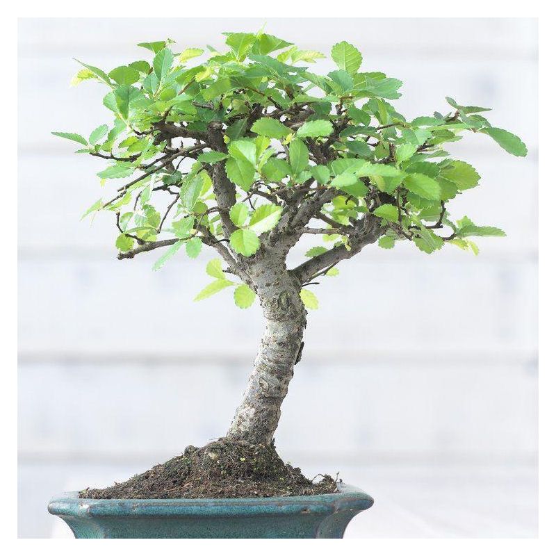 Beautiful Bonsai Tree with Ceramic Dish