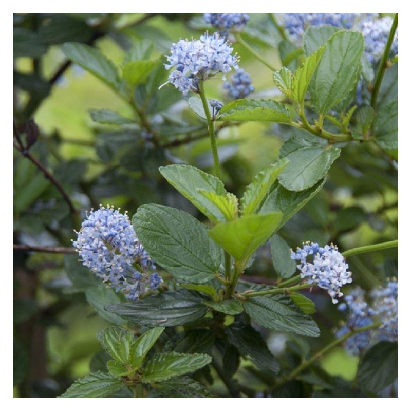 Ceanothus Victoria - Evergreen Californian Lilac