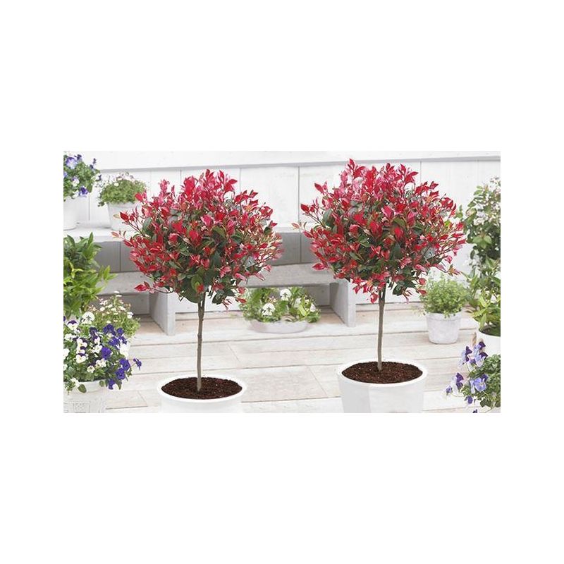 PAIR of Evergreen Photinia Little Red Robin Trees - 140-160cm SPECIMEN ...
