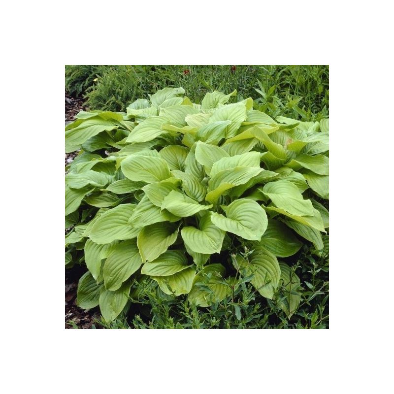 Hosta 'Royal Standard'