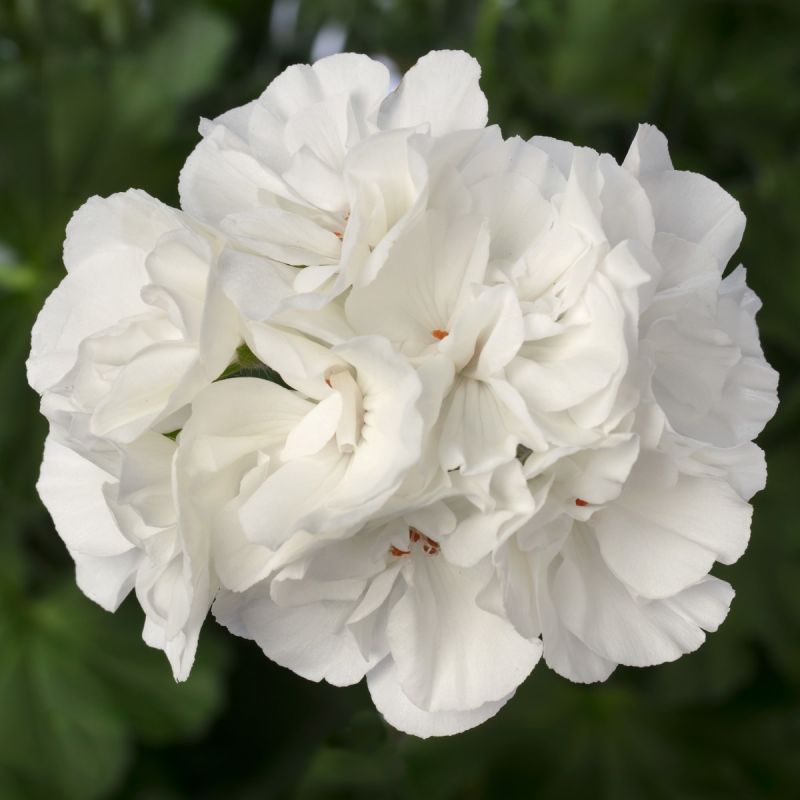 Geranium Calliope White