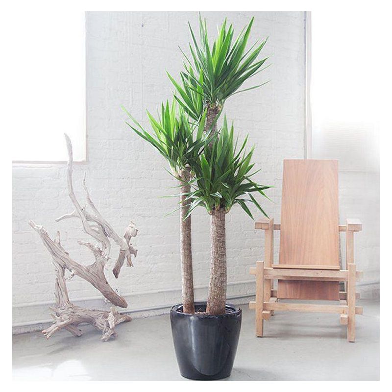 Yucca elephantipes - Large Specimen Indoor Yucca Tree - 130-150cm