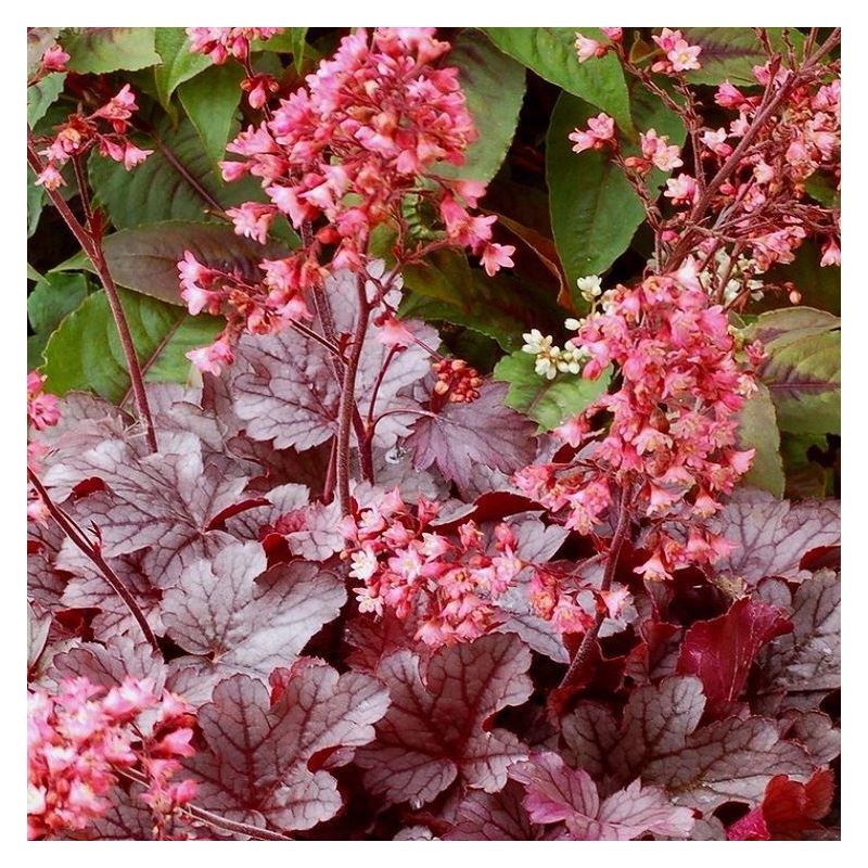 Heuchera Milan