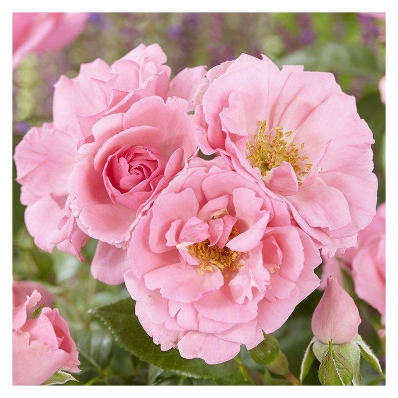 Rose 'Bantry Bay' - Climbing Rose