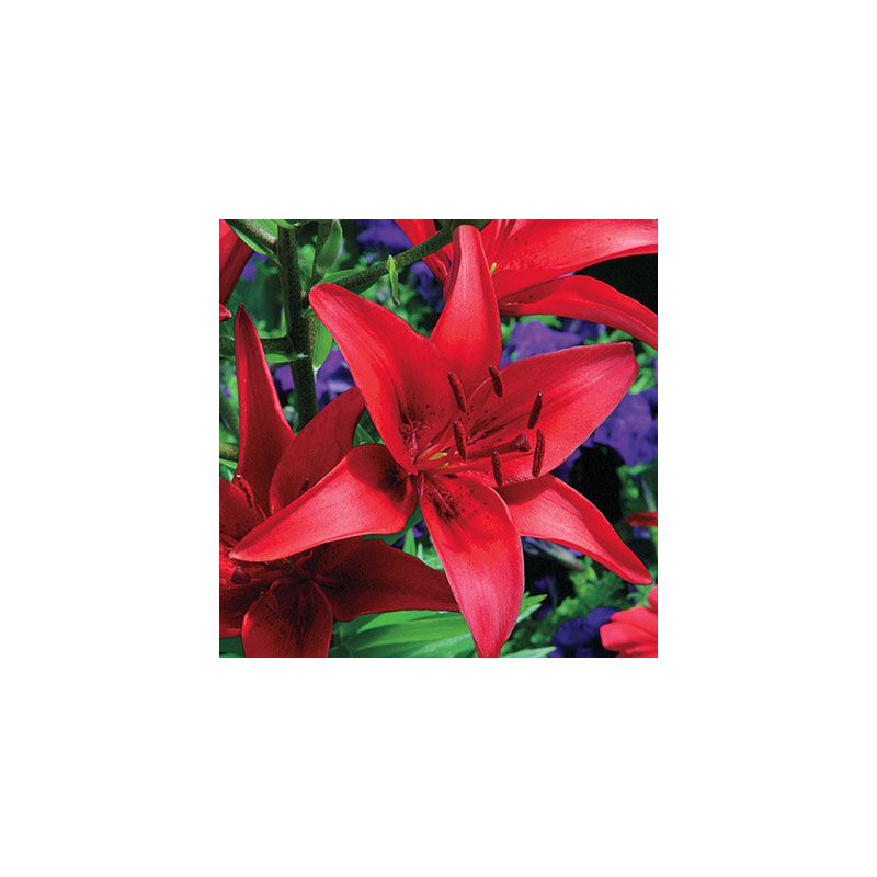 Lilium Red County - Pack of FIVE Lily Bulbs