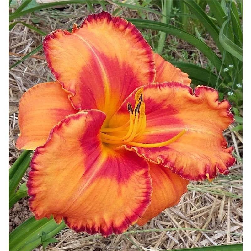 Hemerocallis 'Volcano Queen'