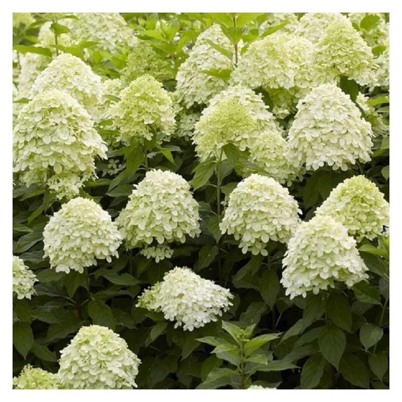 Hydrangea paniculata Limelight - EXTRA LARGE Plant