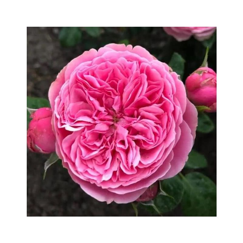 Rose 'Felicia' - Shrub Rose