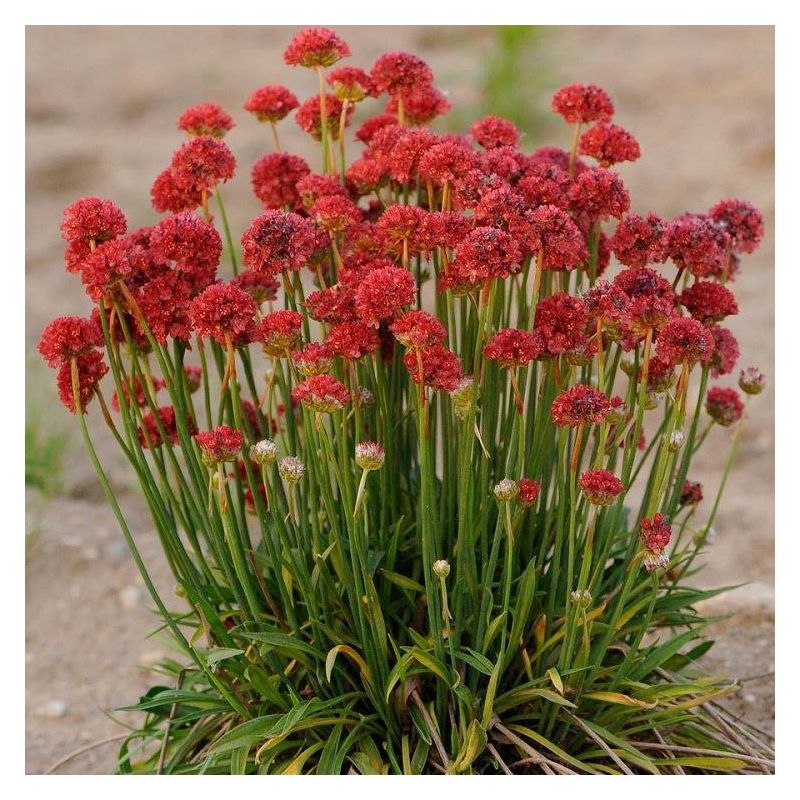 Armeria pseudarmeria Ballerina Red - Large flowered Thrift