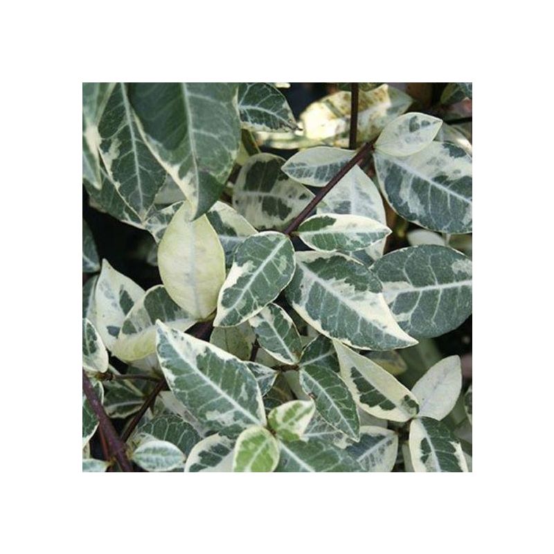 Trachelospermum jasminoides Variegata - 'Star Jasmine' Rhyncospermum