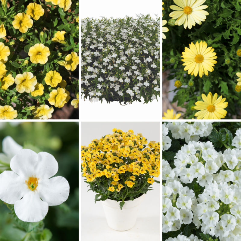 Yellow Basket & Patio Collection - Pack of SIX Potted Plants