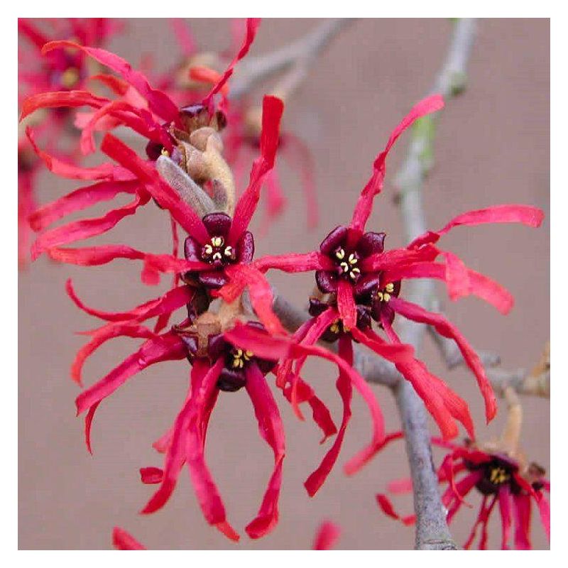 Hamamelis Diane (Ruby Glow) - Witch Hazel - LARGE Specimen 120-140cm