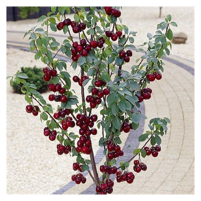 Patio Fruit Tree - Prunus Mini Black Cherry Tree