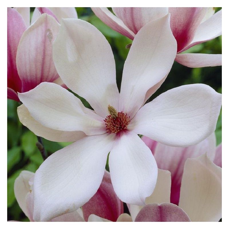 Magnolia Red Lucky - Chinese Magnolia Shrub