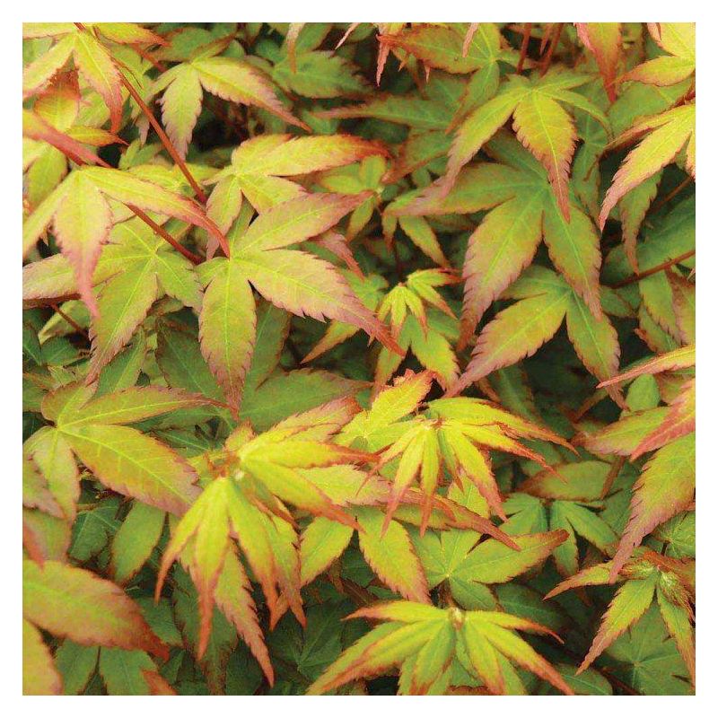 Acer palmatum Little Princess - Japanese Maple