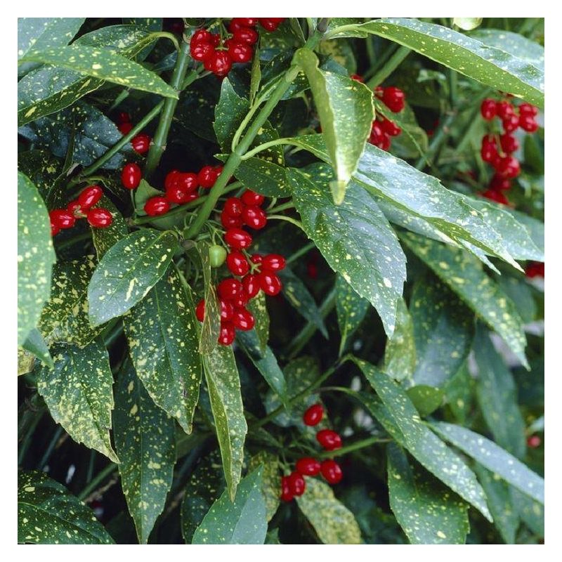 Aucuba japonica Variegata - LARGE - Variegated Spotted Laurel