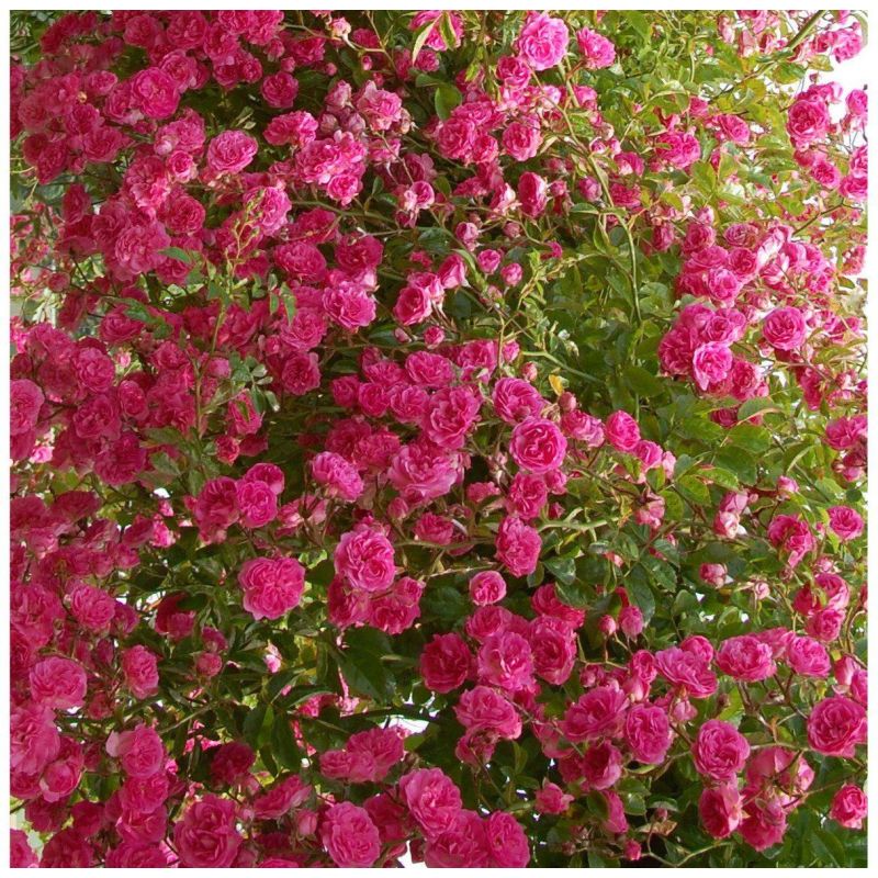 Rose 'Minnehaha' - Rambling Rose