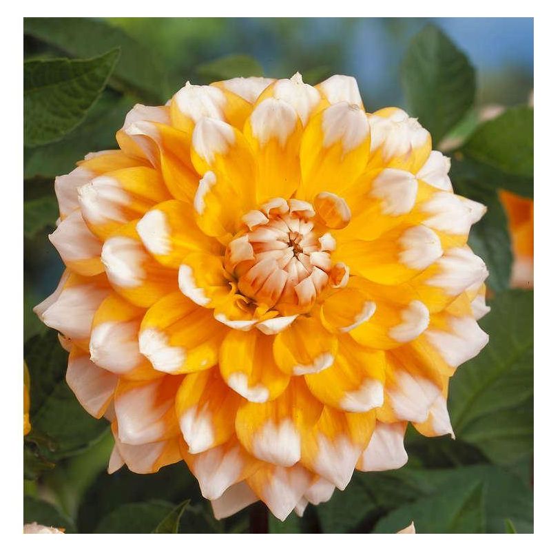 Dahlia Seattle