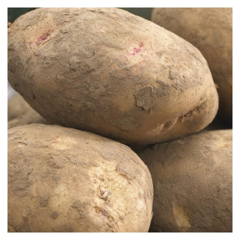 Cara - Main Crop Seed Potatoes - Pack of 10
