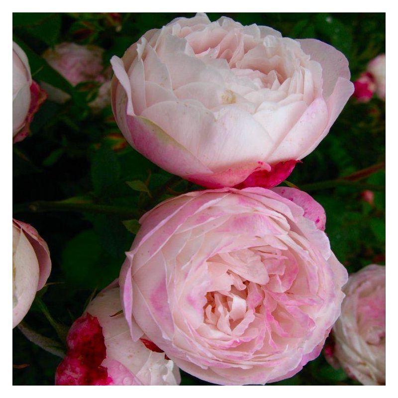 Rose 'Madame Pierre Oger' - Shrub Rose