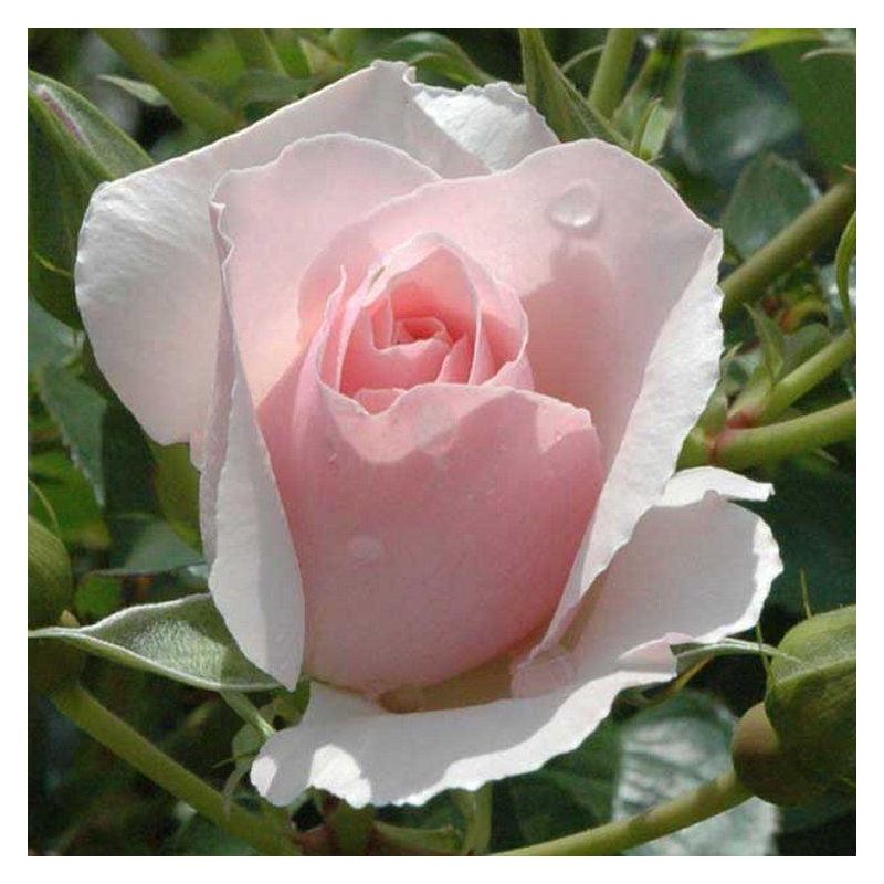 Rose Bride - Hybrid Tea Bush Rose