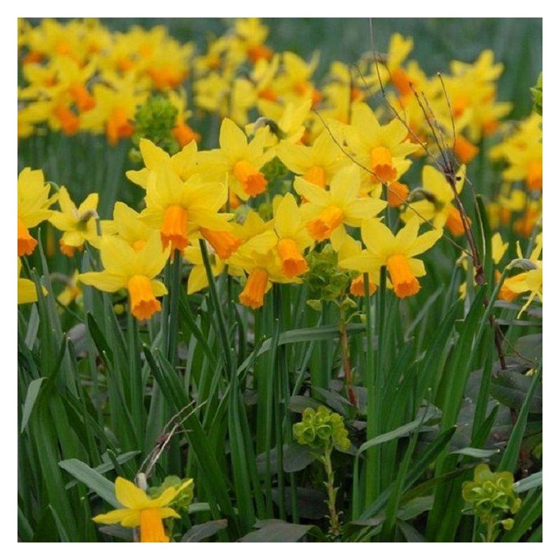 Jetfire Dwarf Daffodils - Narcissus Bulbs - Pack of 25 Bulbs