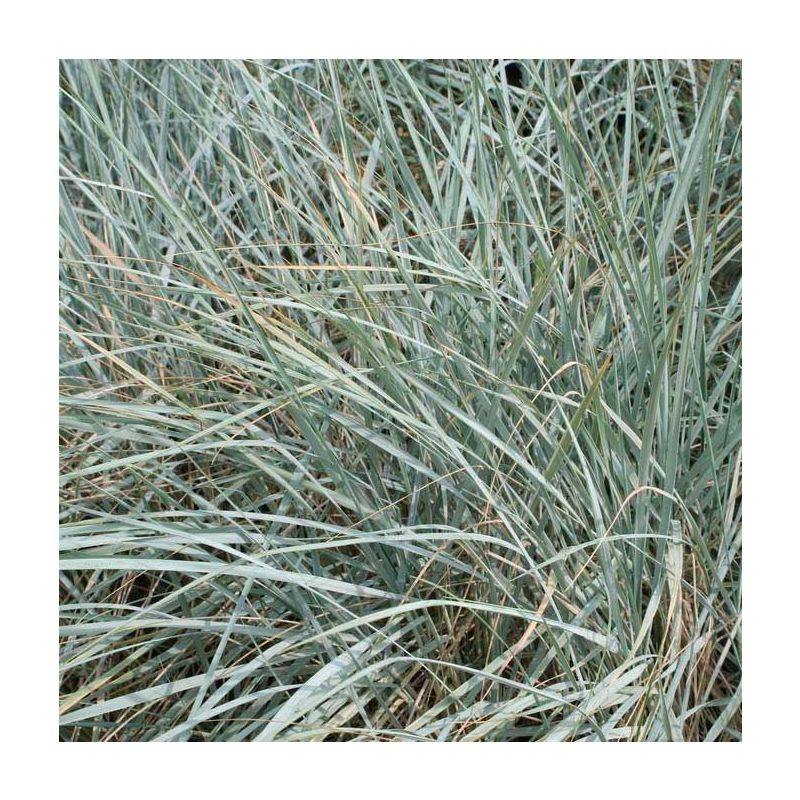 Elymus magellanicus
