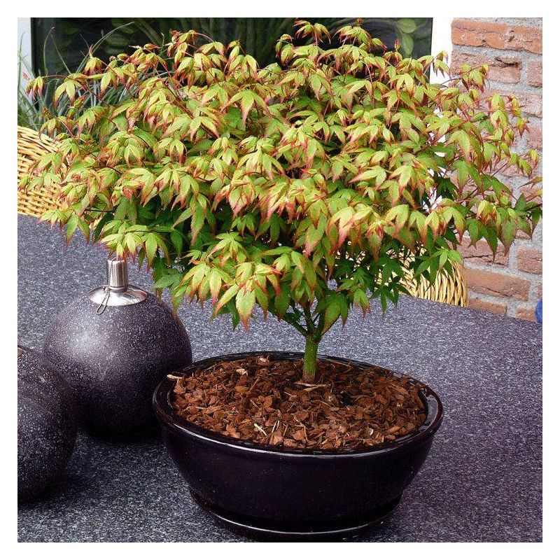 Acer palmatum Little Princess - Japanese Maple