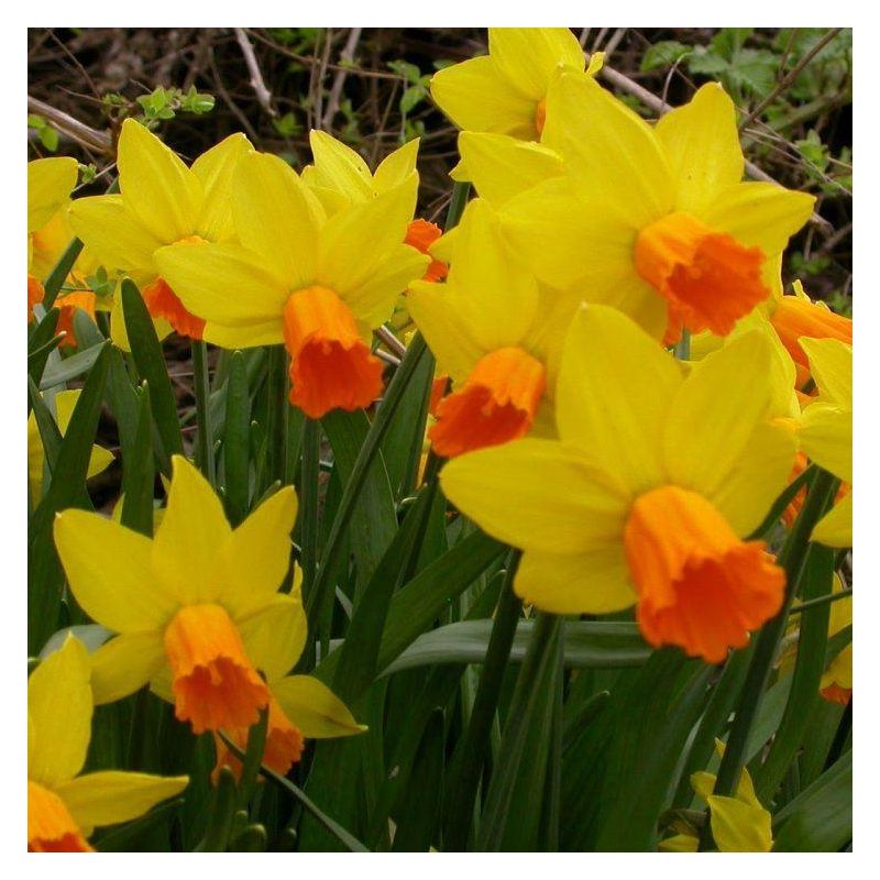 Jetfire Dwarf Daffodils